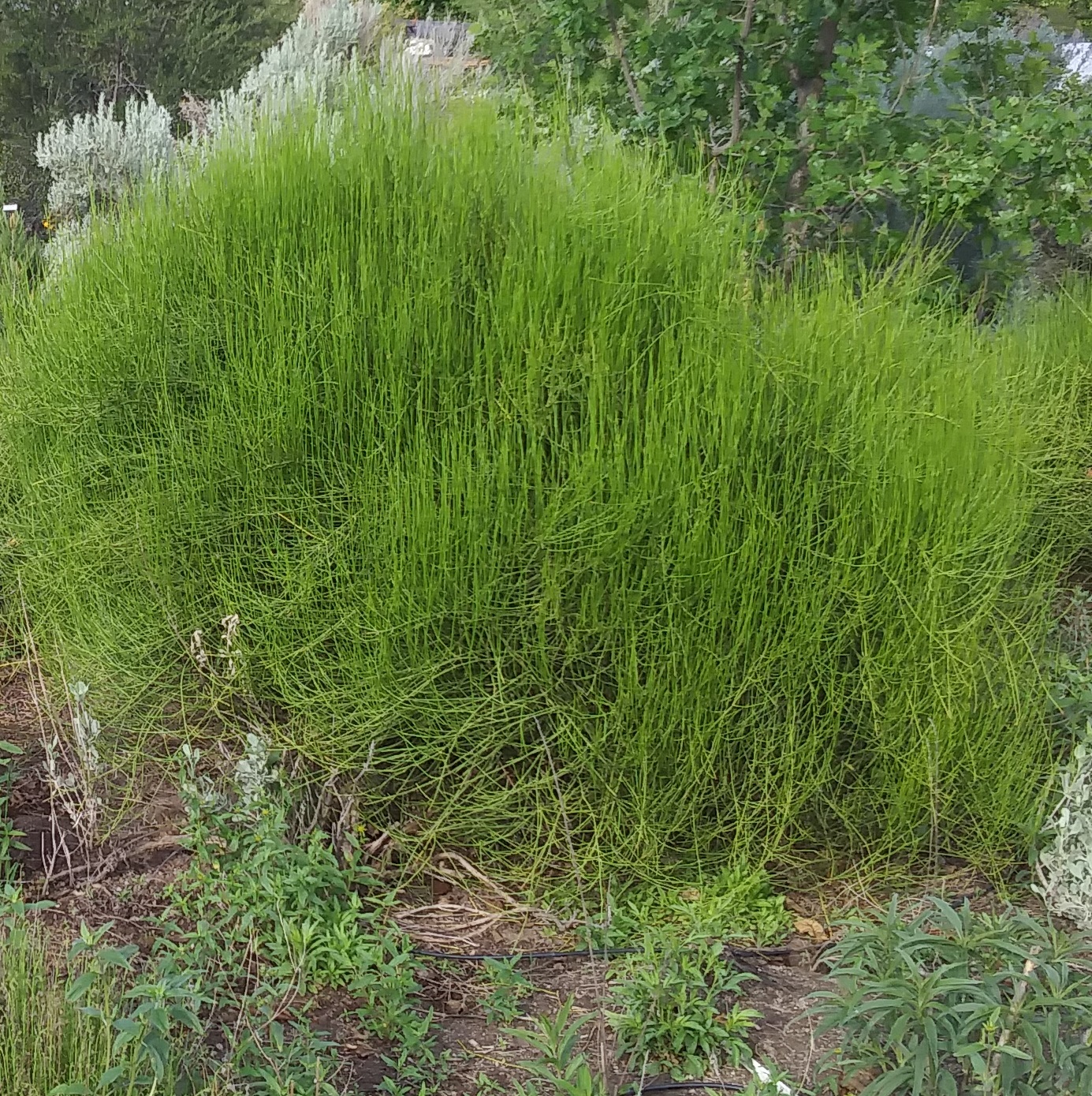 Shrubs, Trees, and Foliage Plants | Plant categories | Draggin Wing Farm