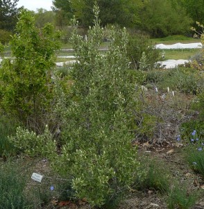 Shepherdia argentea | Draggin Wing Farm