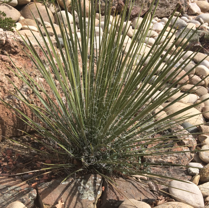 Yucca glauca | Draggin Wing Farm