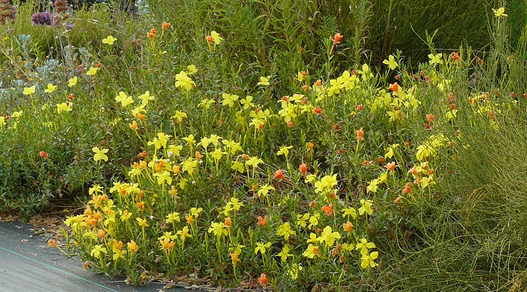 Gardener’s Notebook | Draggin Wing Farm