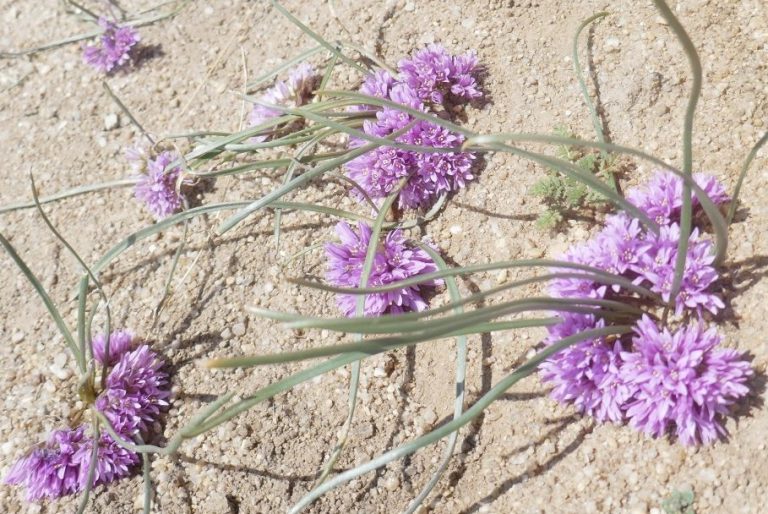 Gardener’s Notebook | Draggin Wing Farm