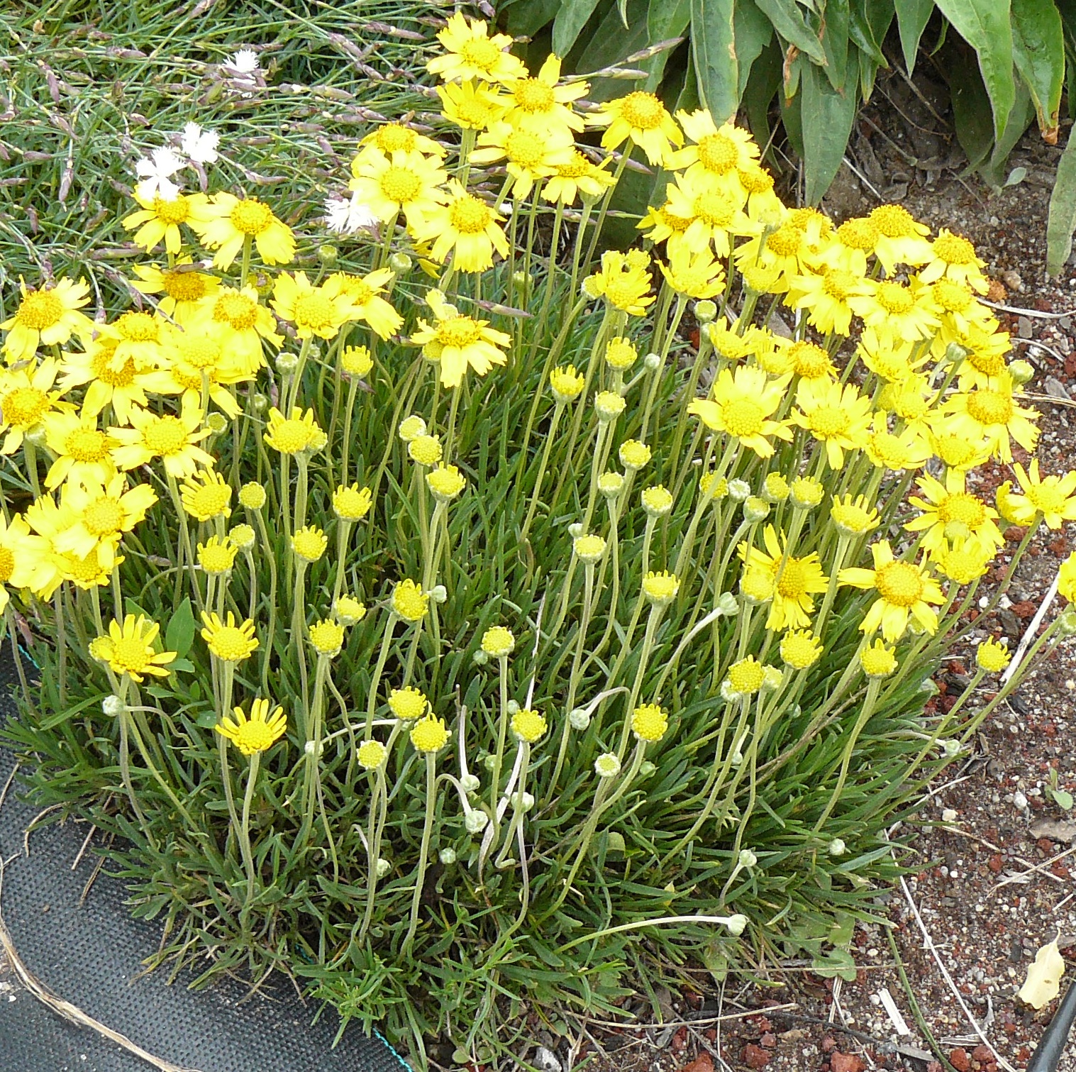 Hymenoxys acaulis | Draggin Wing Farm