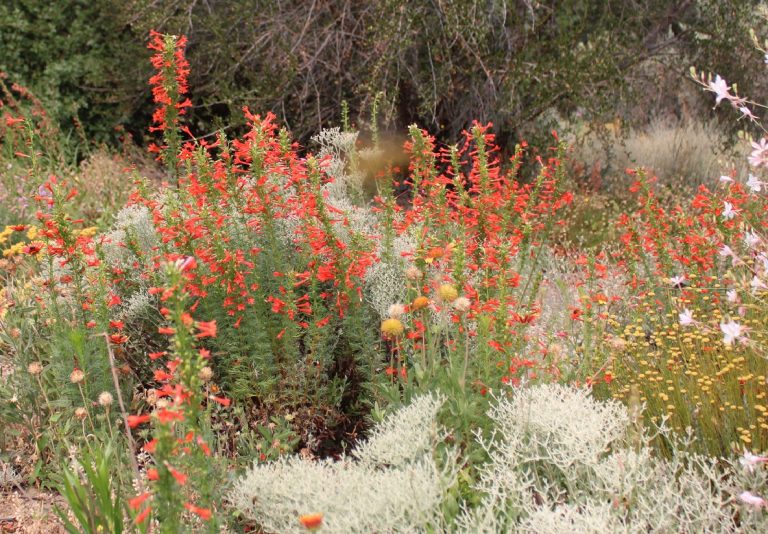 Gardener’s Notebook | Draggin Wing Farm