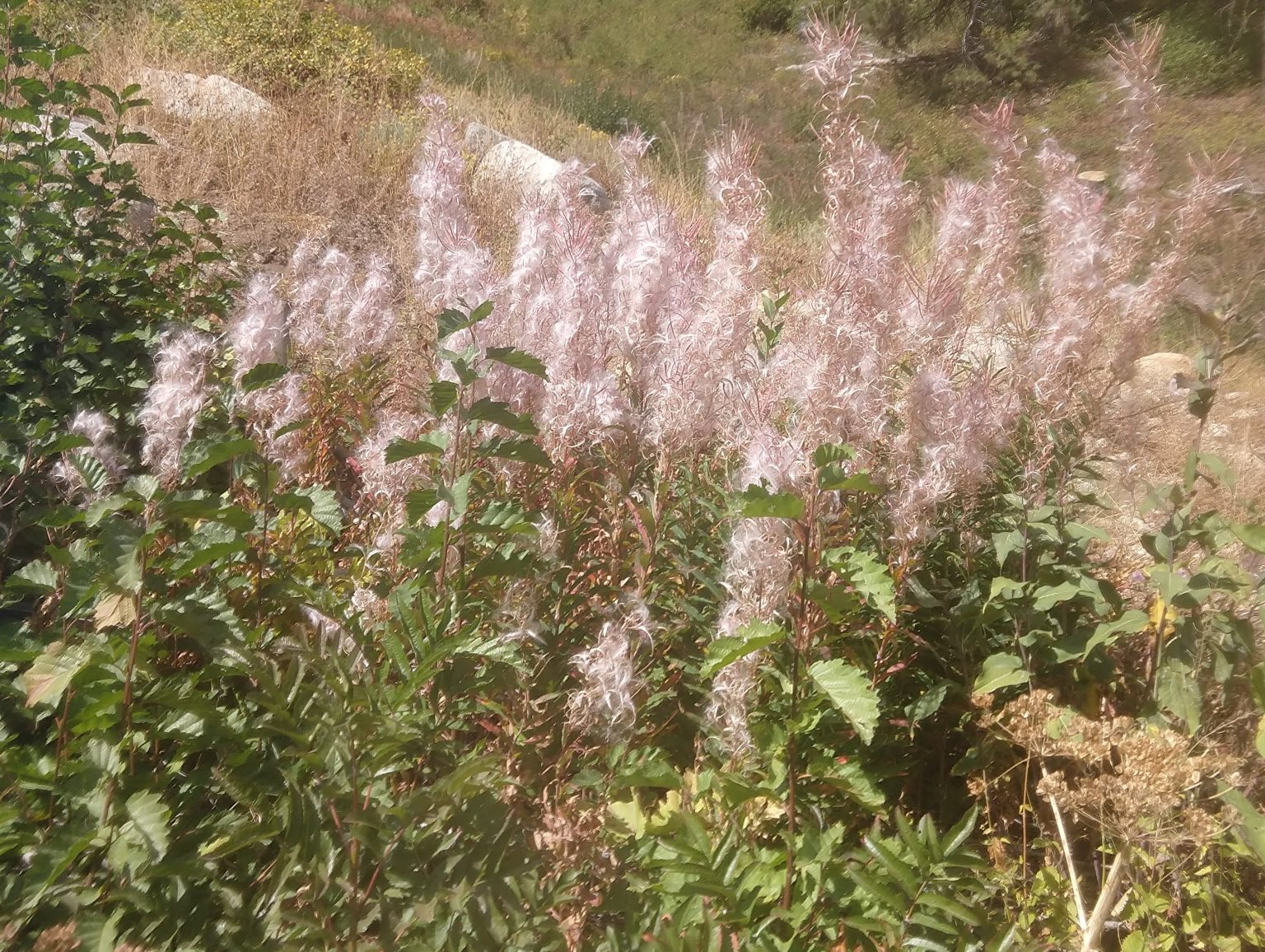 Gardener’s Notebook | Draggin Wing Farm