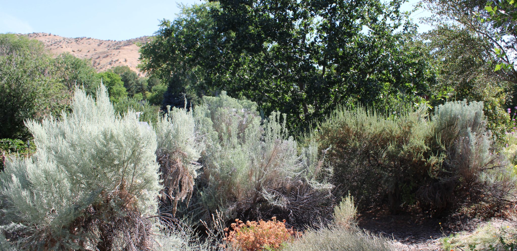 Gardener’s Notebook | Draggin Wing Farm